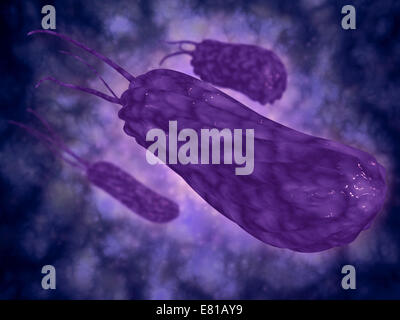 Illustration of Helicobacter pylori bacteria, a gram-negative spiral ...