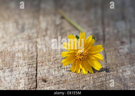 Beautiful wedelia trilobata on tree bark Stock Photo - Alamy