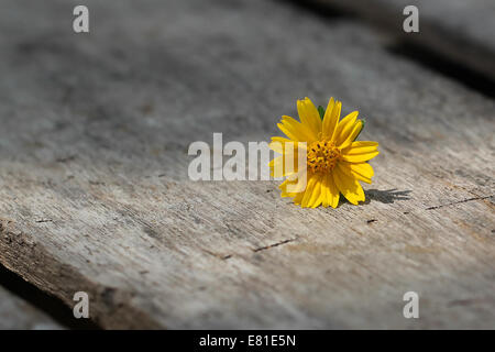 Beautiful wedelia trilobata on tree bark Stock Photo - Alamy