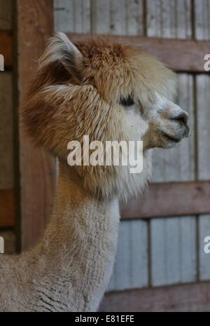 close up profile of alpaca Stock Photo - Alamy