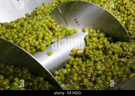 Silvaner grapes before being squeezed in the Juliusspital Würzburg ...