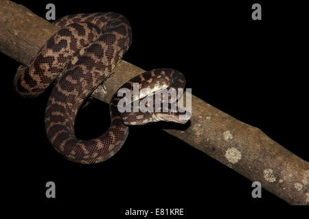 Rough-scaled Python (Morelia carinata) Defensive posture - Australia ...