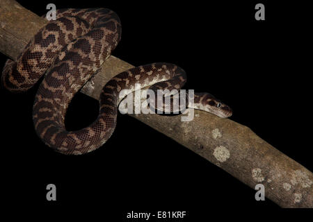 Rough-scaled Python (Morelia carinata) Defensive posture - Australia ...