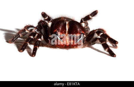 Sydney Funnel Web Spider, Atrax robustus . These spiders are renowned ...