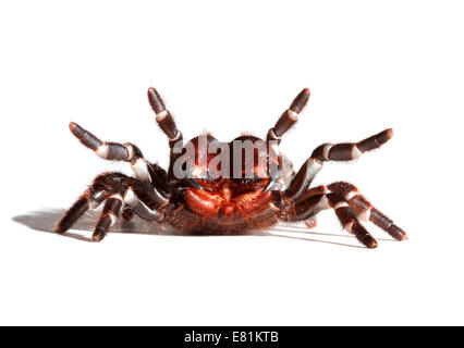 Sydney Funnel Web Spider, Atrax robustus . These spiders are renowned ...