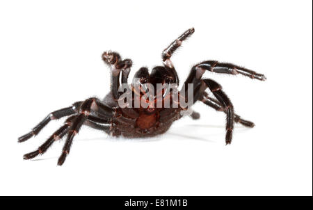 Sydney Funnel Web Spider, Atrax robustus . These spiders are renowned ...