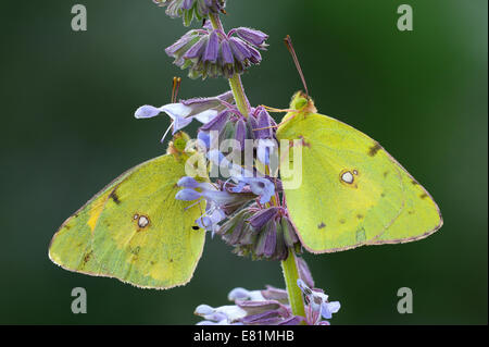 Colias hyale, two Pale Clouded Yellow butterflies perched on a pink ...