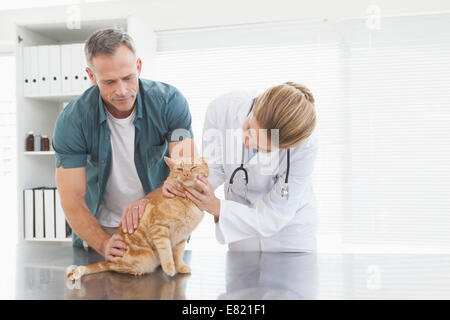 Vet giving a cat a check up Stock Photo - Alamy