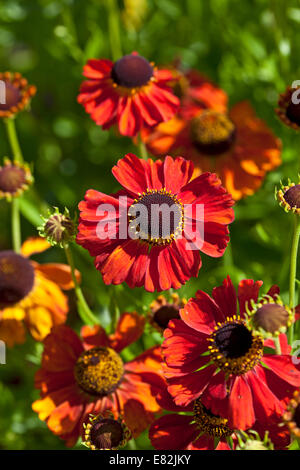 HELENIUM RED ARMY Stock Photo - Alamy