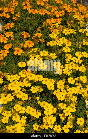 Tagetes 'Golden Gem' Stock Photo - Alamy