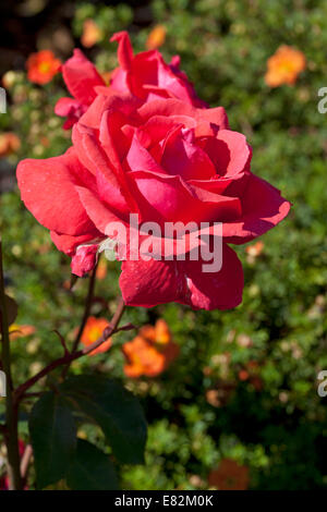 Rosa FRAGRANT CLOUD, Rose Stock Photo - Alamy