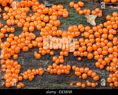 Orange slime mold, Trichia decipiens Stock Photo - Alamy