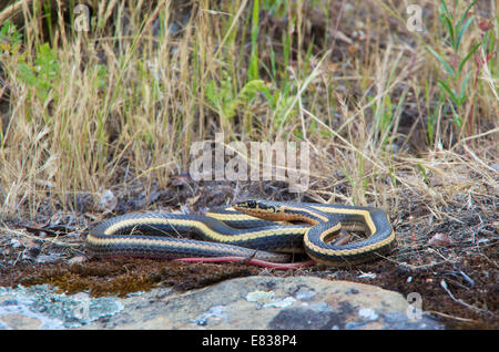 California Striped Racer Snake (Coluber lateralis lateralis Stock Photo ...