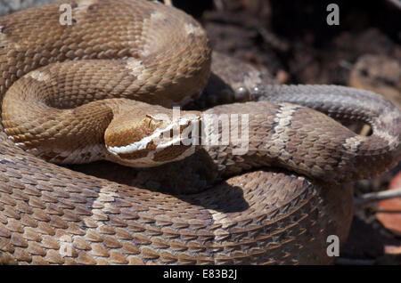 A gravid Arizona Ridge-nosed Rattlesnake (Crotalus willardi willardi ...