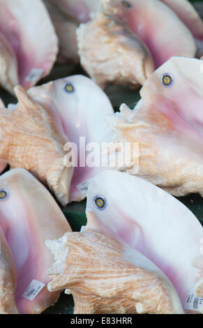 Conch shell souvenirs in Key West the Florida Keys Stock Photo - Alamy
