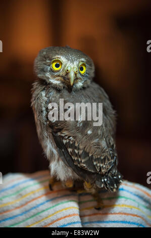 Baby Spectacled Owl Pulsatrix perspicillata Stock Photo - Alamy
