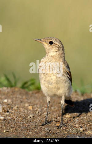 Spanish sparrow, Passer hispaniolensis, juvenile, Spain Stock Photo - Alamy