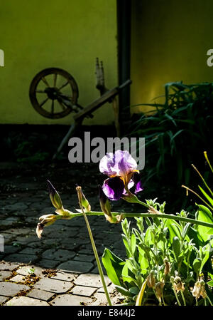 Iris flower, Poland Stock Photo - Alamy