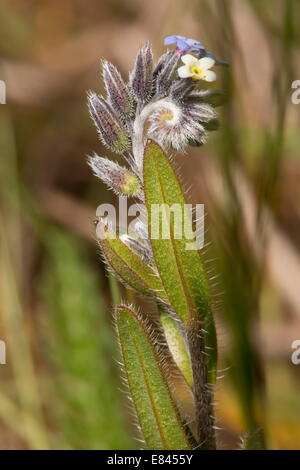 Changing forget-me-not (Myosotis discolor) in flower. Photographed in ...