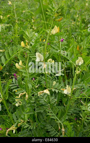Yellow Vetch Vicia lutea in flower Rare in UK Stock Photo - Alamy