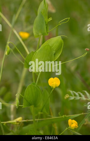 Yellow Vetchling, Lathyrus aphaca, showing stipules and tendrils Stock ...