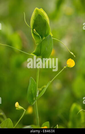Yellow Vetchling, Lathyrus aphaca, showing stipules and tendrils Stock ...
