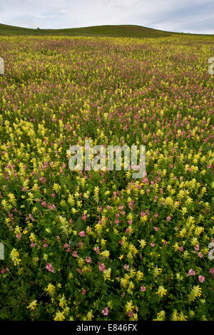 Mass of Yellow Rattle / Hay Rattle - mainly Rhinanthus rumelicus with ...