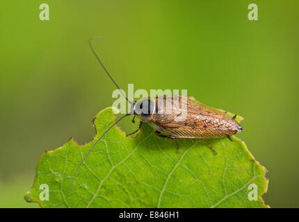 Dusky Cockroach - Ectobius lapponicus - male Stock Photo - Alamy