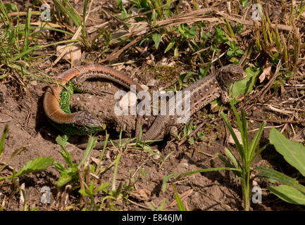 Sand lizards, Lacerta agilis, male and female courting, in breeding ...
