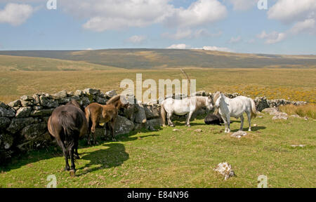 Dartmoor ponies near Stonetor Hill a couple of miles south of Gidleigh ...