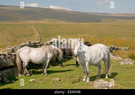 Dartmoor ponies near Stonetor Hill a couple of miles south of Gidleigh ...
