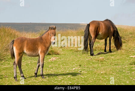 Dartmoor ponies near Stonetor Hill a couple of miles south of Gidleigh ...