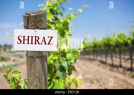 Shiraz Sign On Post at the End of a Vineyard Row of Grapes Stock Photo ...
