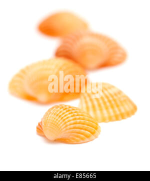 small cockle shells isolated on white background Stock Photo - Alamy