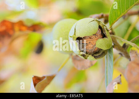 Fresh Ripe walnut growing on a tree autumn background Stock Photo - Alamy