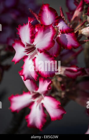 impala lily (Adenium multiflorum), flowering bush, South Africa, Kruger ...