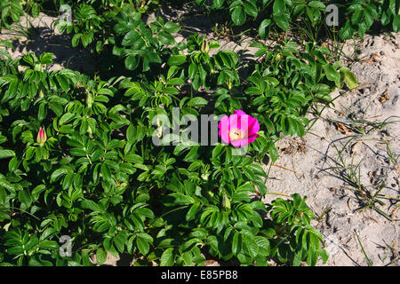 Région flamande, Zeebruges, Belgium, Europe Stock Photo - Alamy