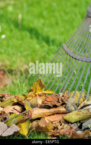 pick up dead leaves with rake Stock Photo - Alamy