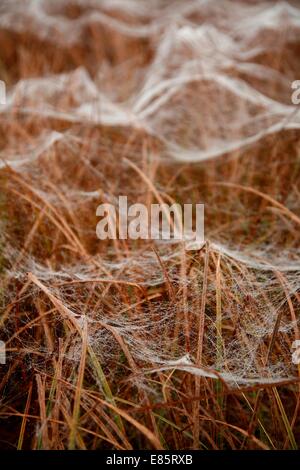 Field full of spider webs Stock Photo - Alamy