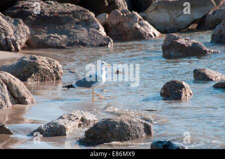 Seaguls at the beach Stock Photo - Alamy