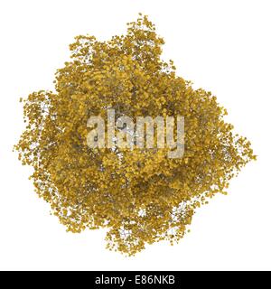 top view of fall common lime tree isolated on white background Stock ...