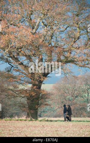 Shot of a Chocolate Labrador in the Countryside Stock Photo - Alamy