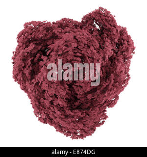 top view of red maple tree isolated on white background Stock Photo - Alamy