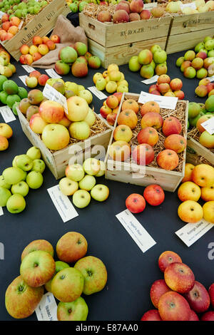 Some of the many different varieties of English apple trees growing in ...