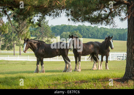 Shire Draft horse yearlings Stock Photo - Alamy
