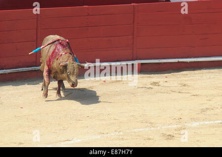Fighting bull in the arena. Bullring. Toro bravo. Spain. Vertical Stock ...