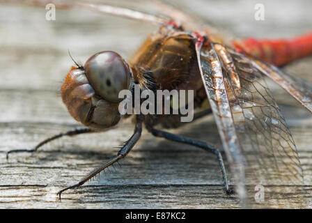 Close-up of dragonfly with mouth open Stock Photo - Alamy