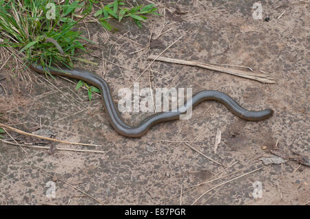 Spotted Bind Snake ( crossing the path at Agumastsa, Wli, Ghana Stock ...