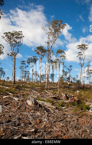 The modern definition of selective logging which allows for the wood ...