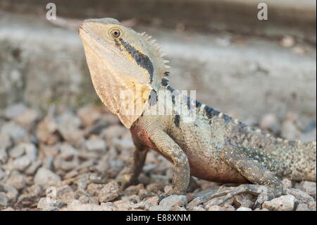 Australian eastern water dragon (Physignathus lesueurii) in Brisbane ...